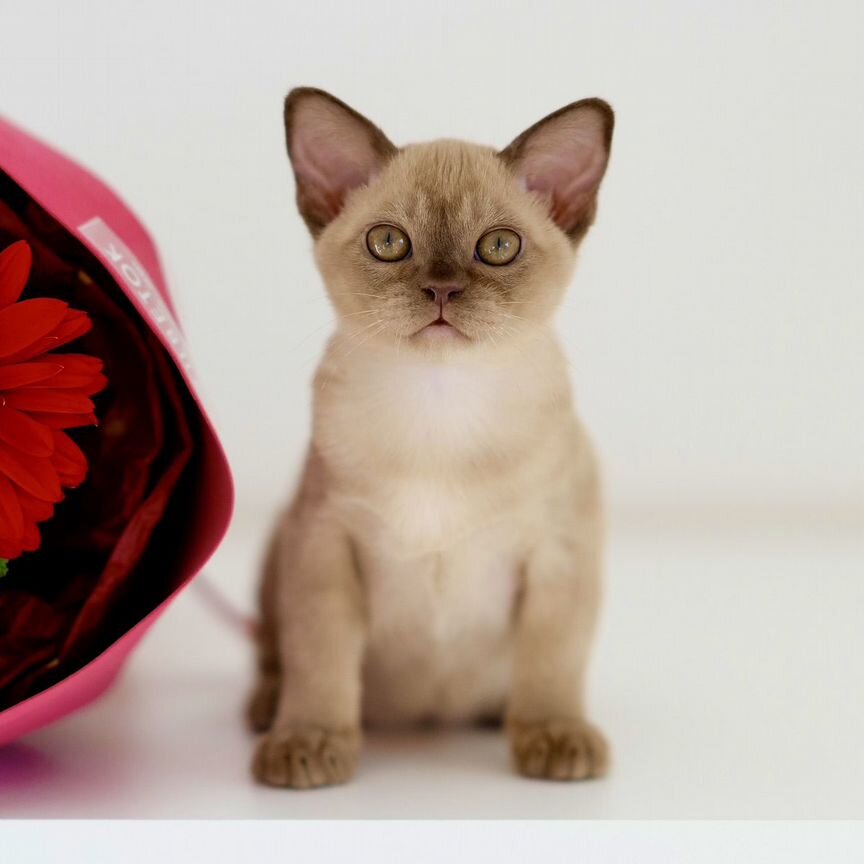 Бурманская кошечка