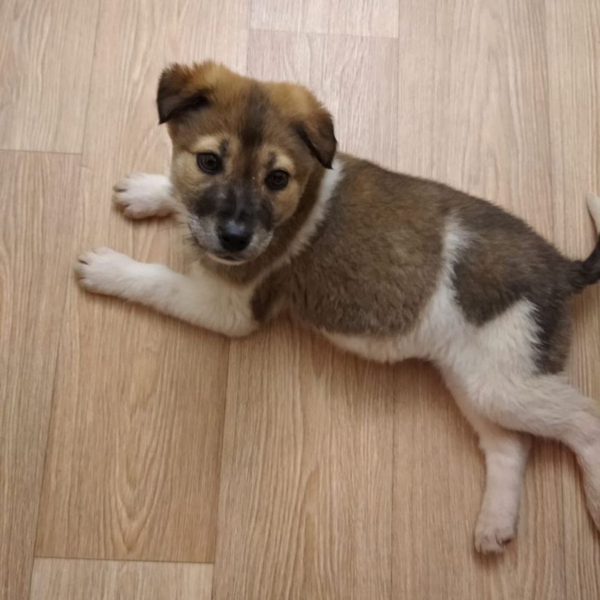 Щеночек девочка