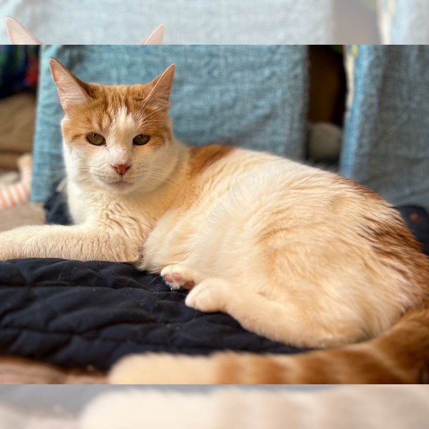 Взрослый кот в добрые руки