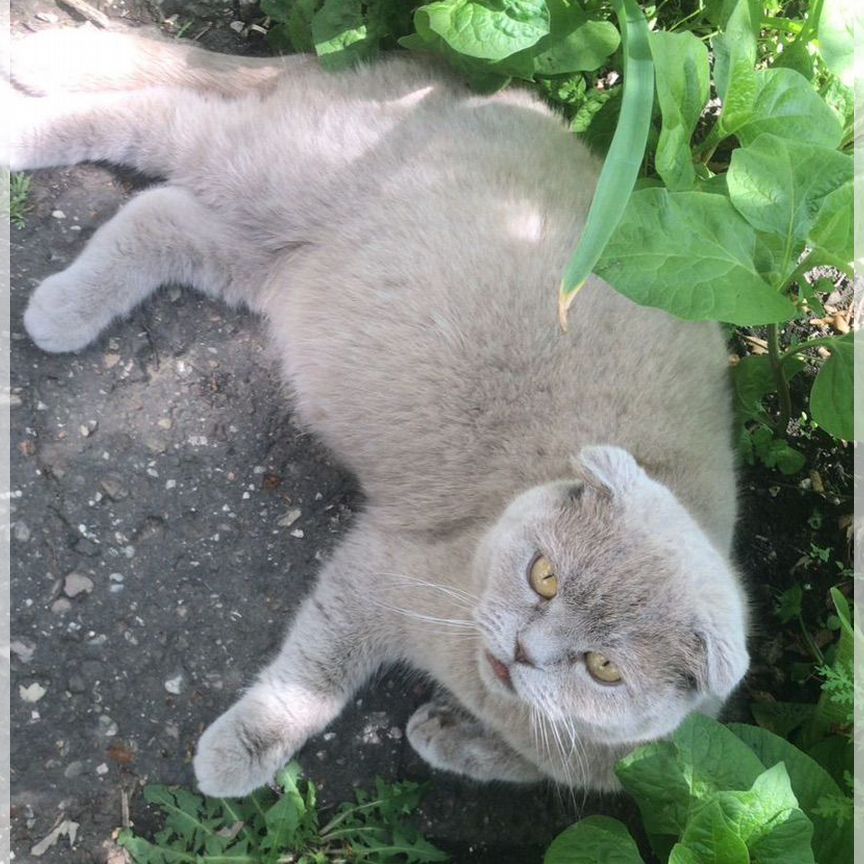 Потерялась кошечка