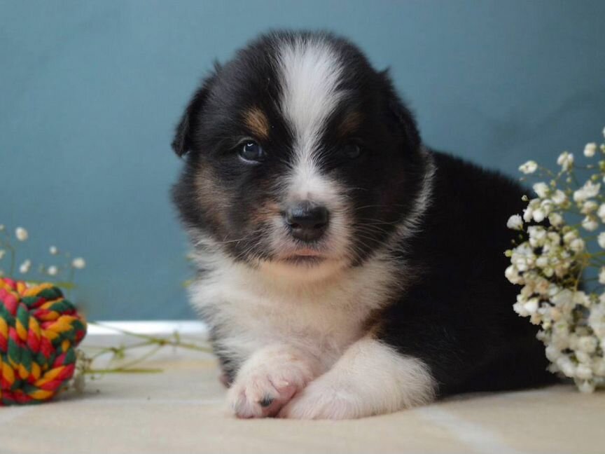 Девочка австралийская овчарка черный трик