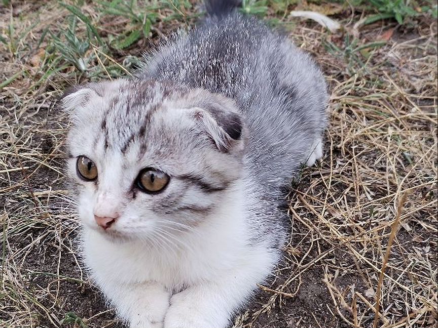 Котята(Шотландская вислоухая)