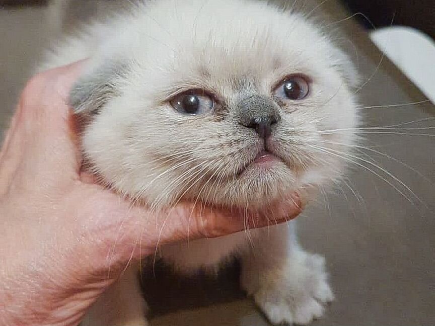 Шотландская