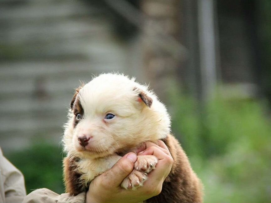 Щенки пастушьей собаки, австралийской овчарки