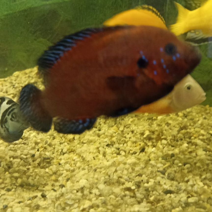 Аквариумные рыбки