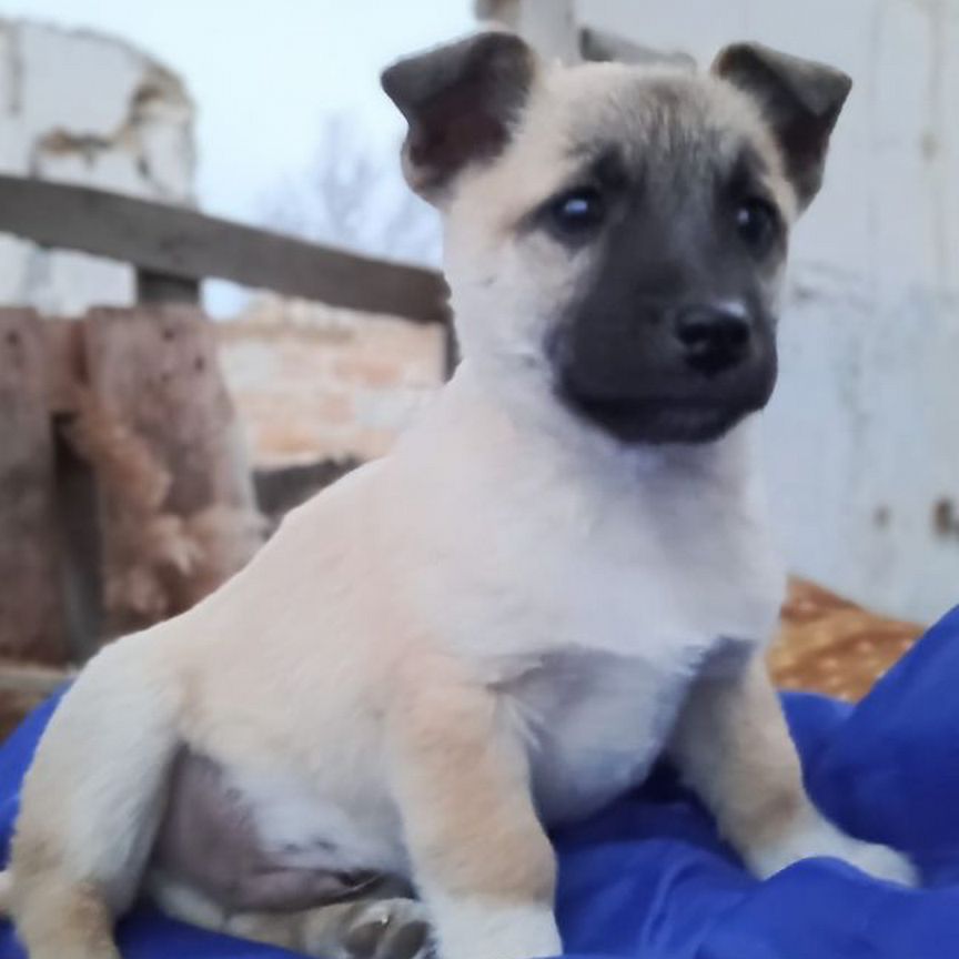 Отдам в добрые руки щенка