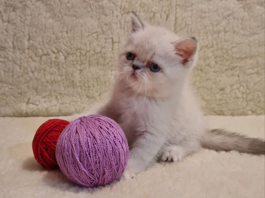 Котенок Экзот