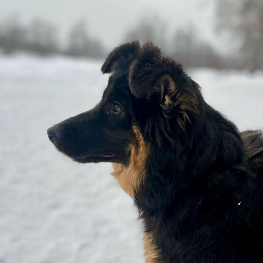Ласковая Муля из приюта очень ждет родителей