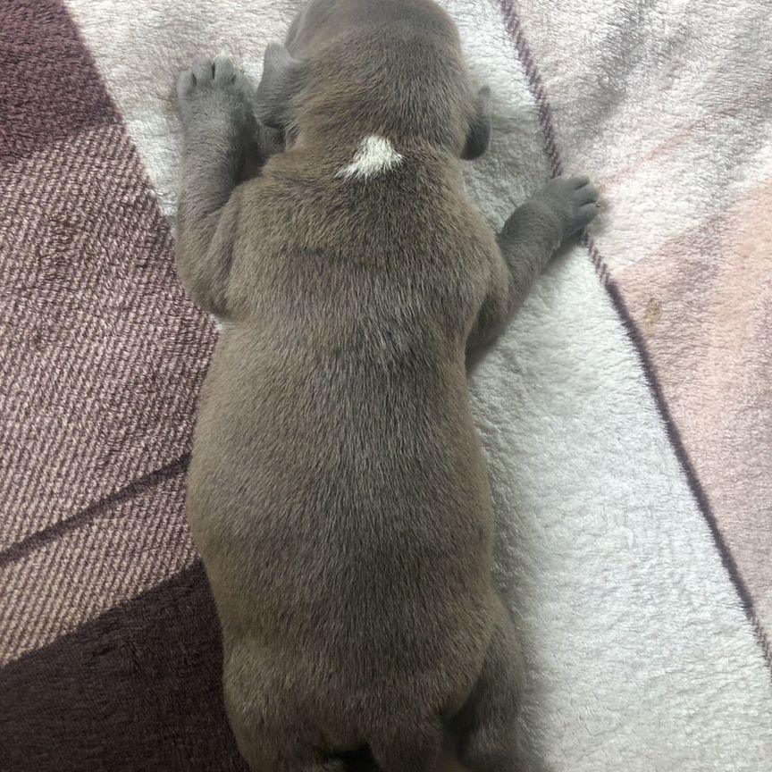 Девочка плюшечка