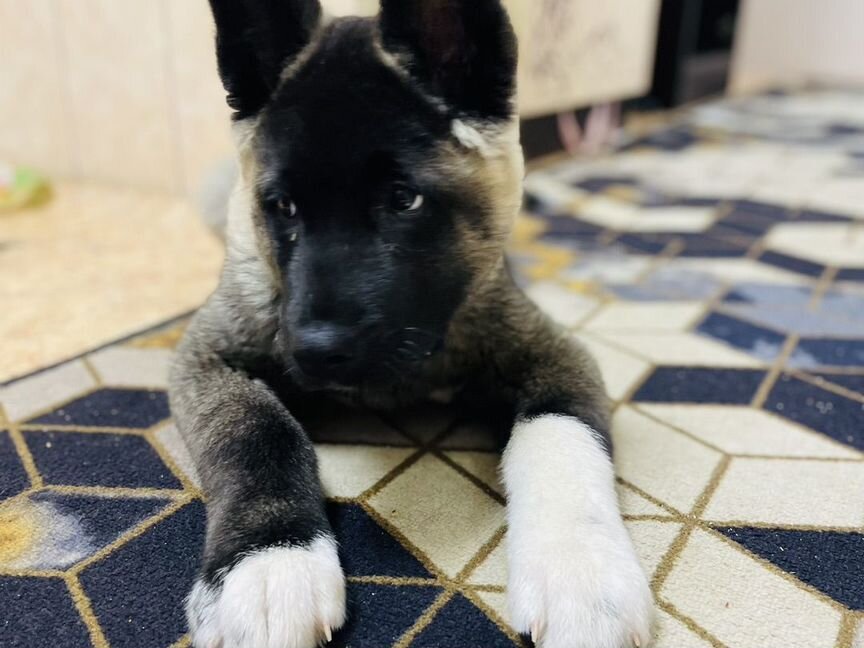 Щенки американской акиты