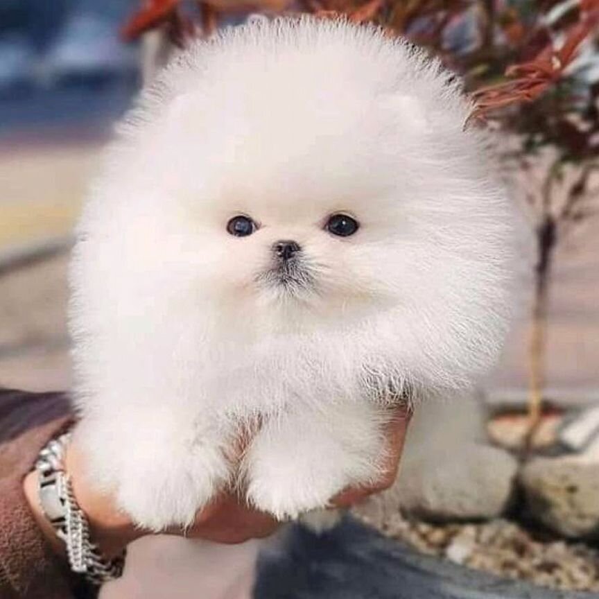 Померанский шпиц, щенок