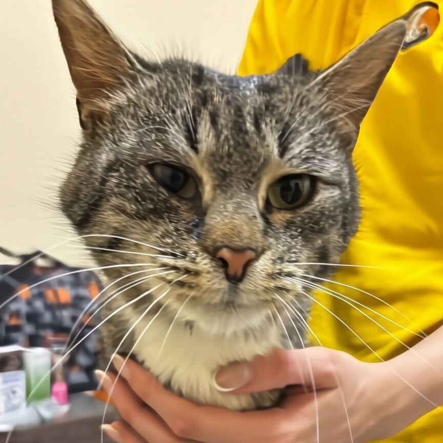 Взрослый кот в добрые руки