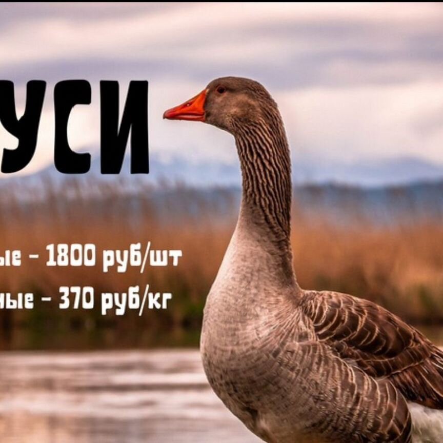 Гуси