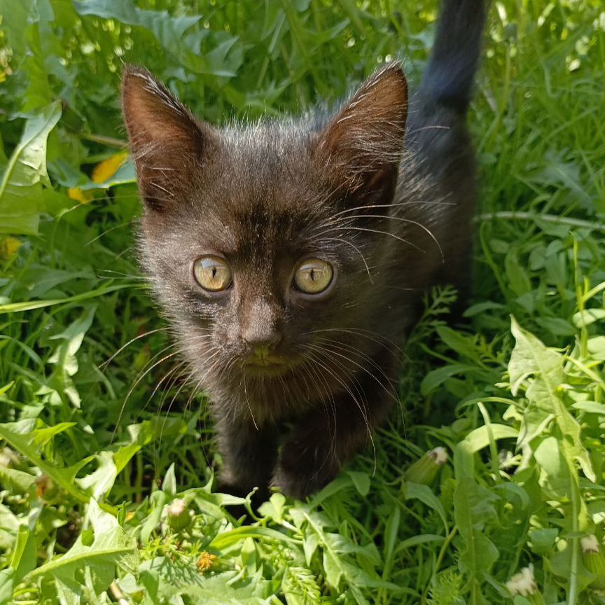 Черный котенок в добрые руки бесплатно