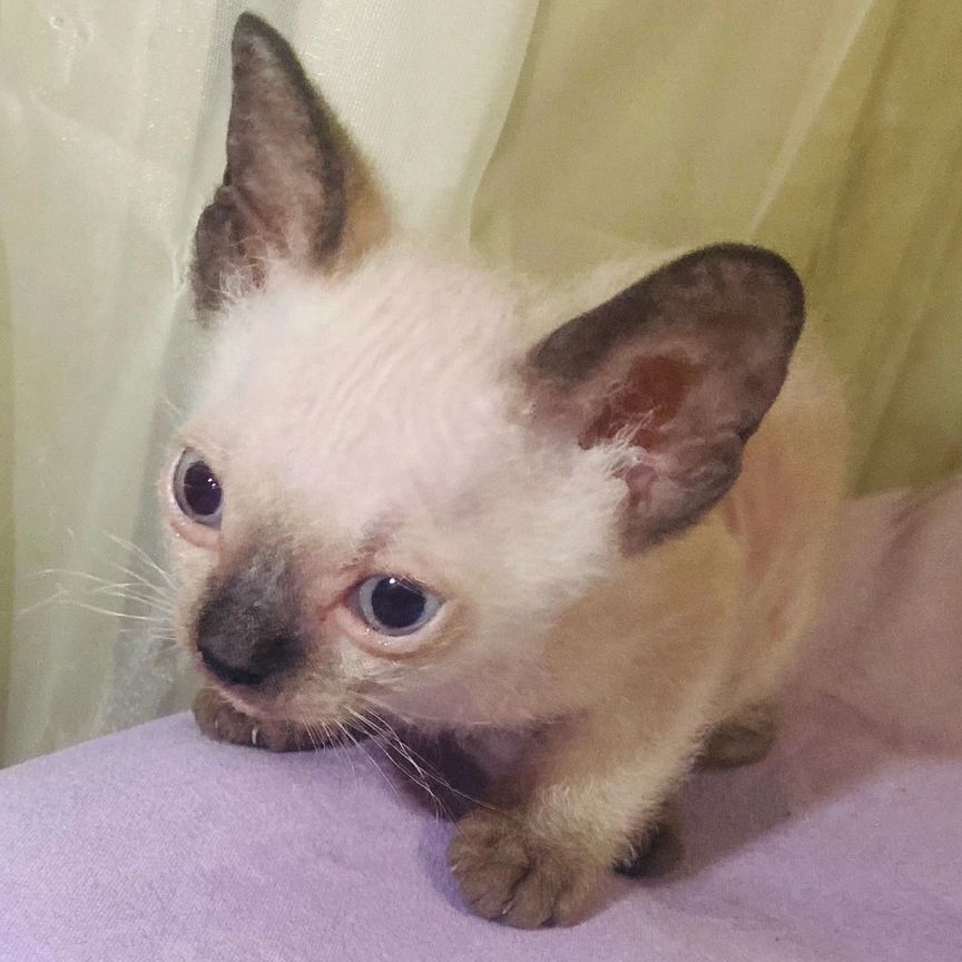 Котёнок сфинкс