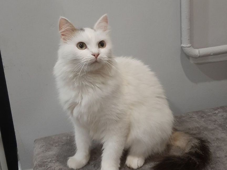 Очень ласковая киса в добрые руки