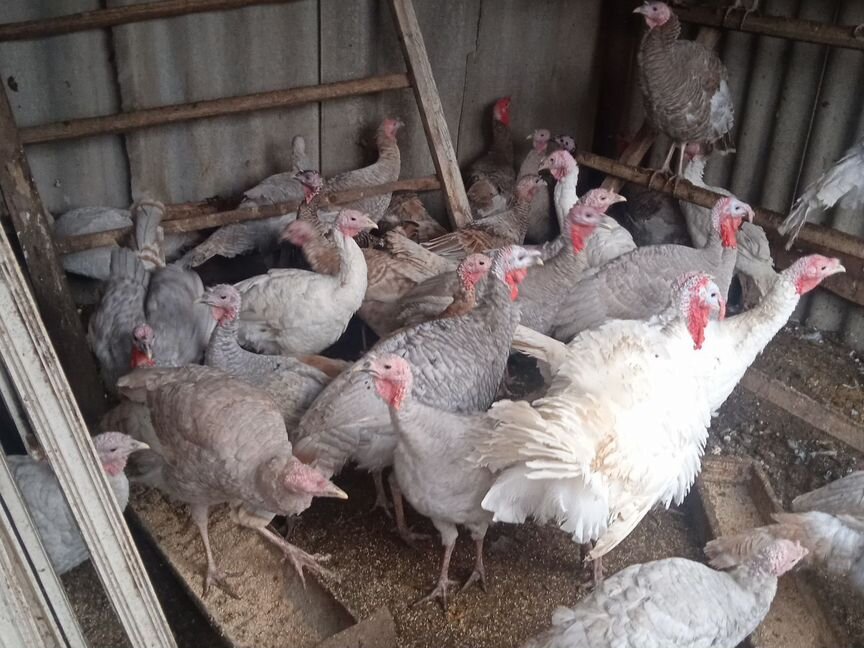 Индюки живым весом