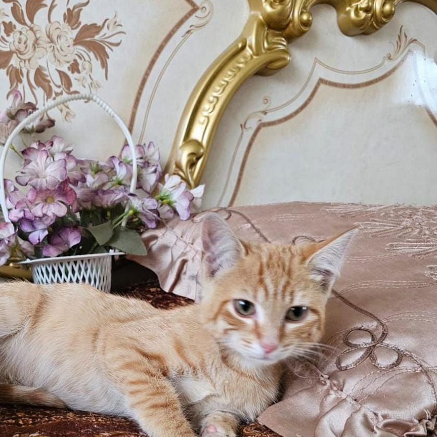 Котёнок лео, 2.5-3 мес., рыжего окраса