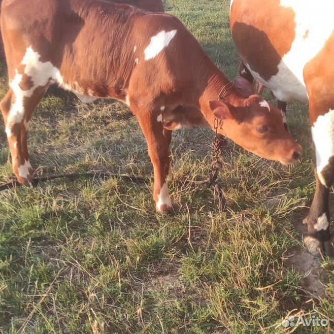 Телка 2 месяца