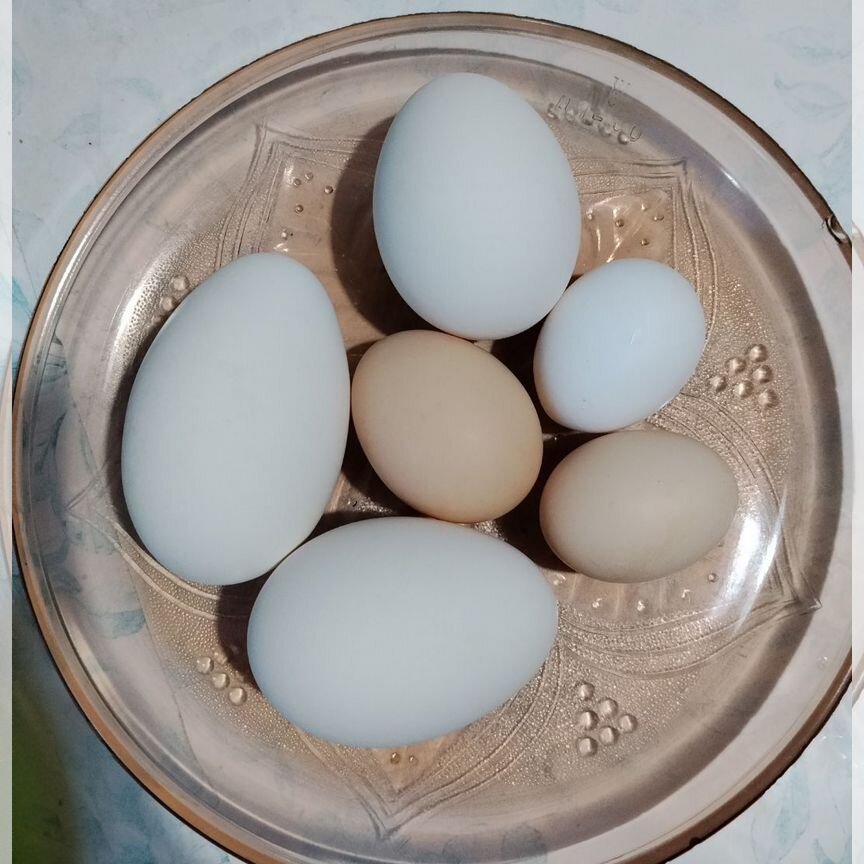 Яйца гусиные столовые