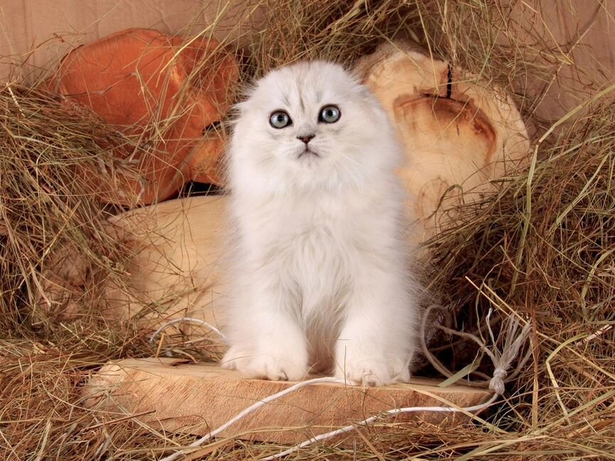 Шотландские вислоухие котята
