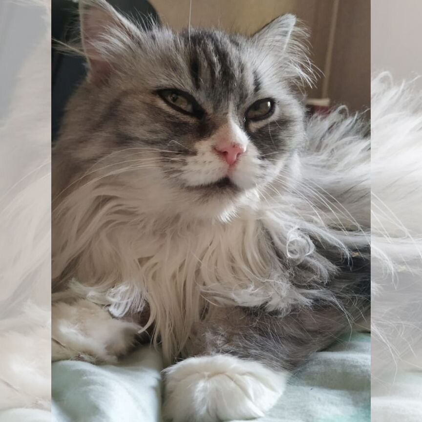 Кошка перс шиншилла