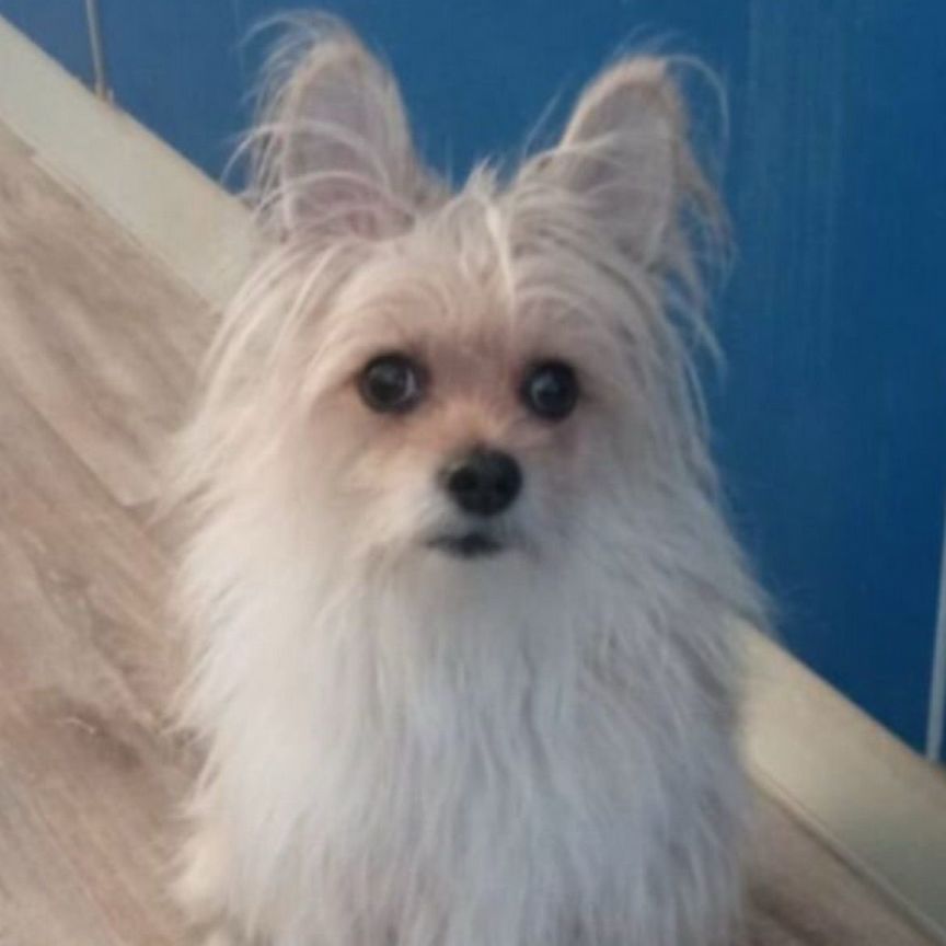 Маленькая собачка ищет дом