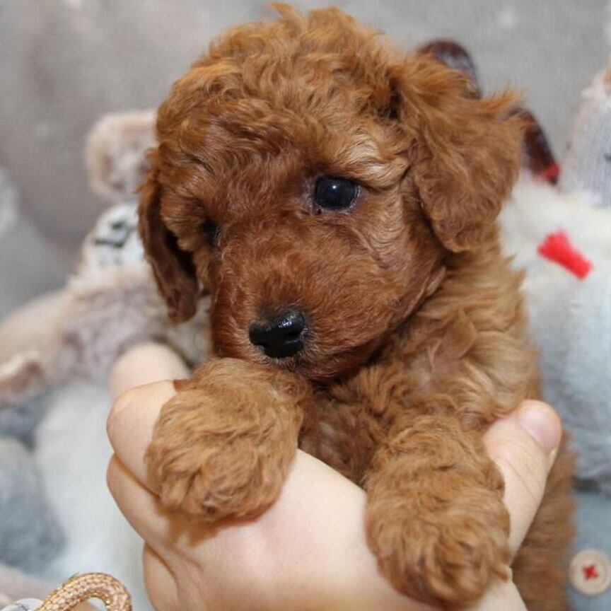 Той-пудель, щенок