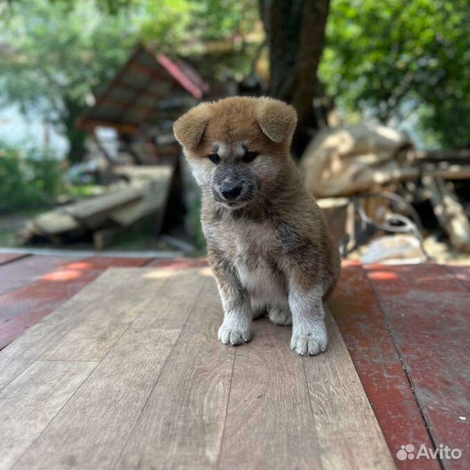 Щенки акита ину