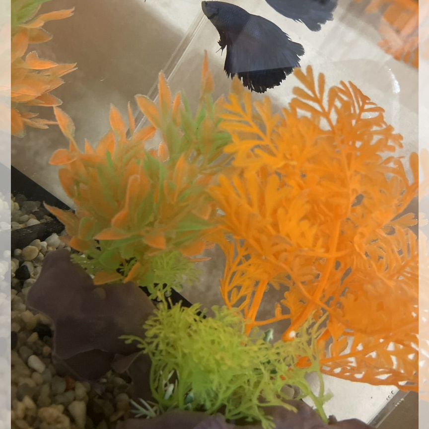 Рыбка петушок с аквариумом