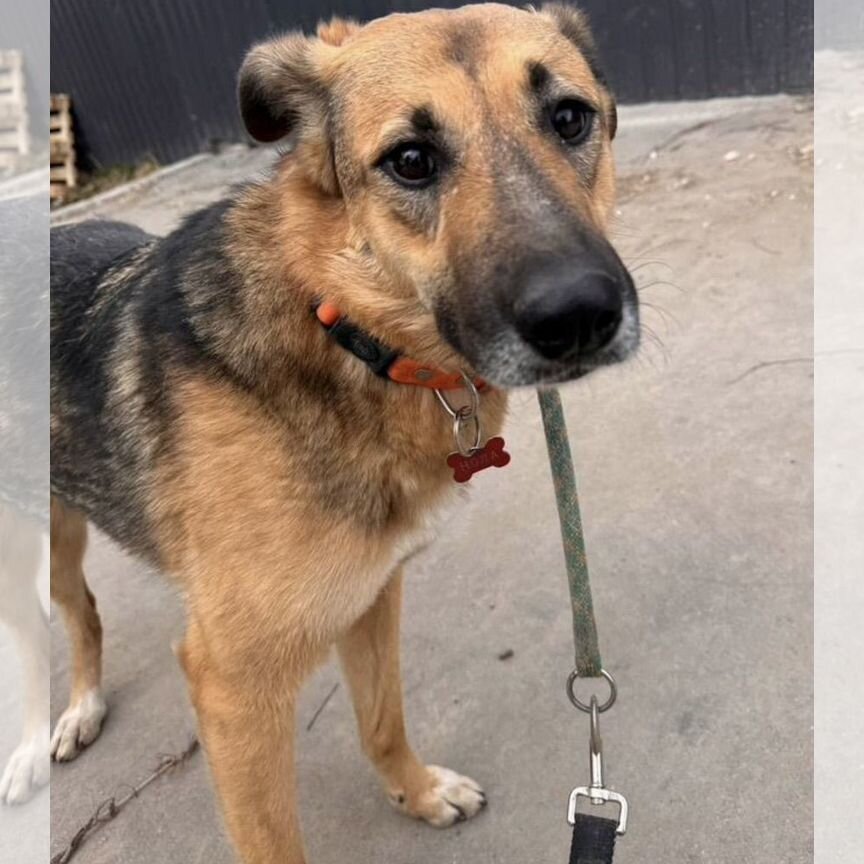 Взрослая собака в добрые руки