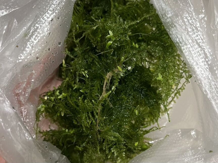 Аквариумные растения