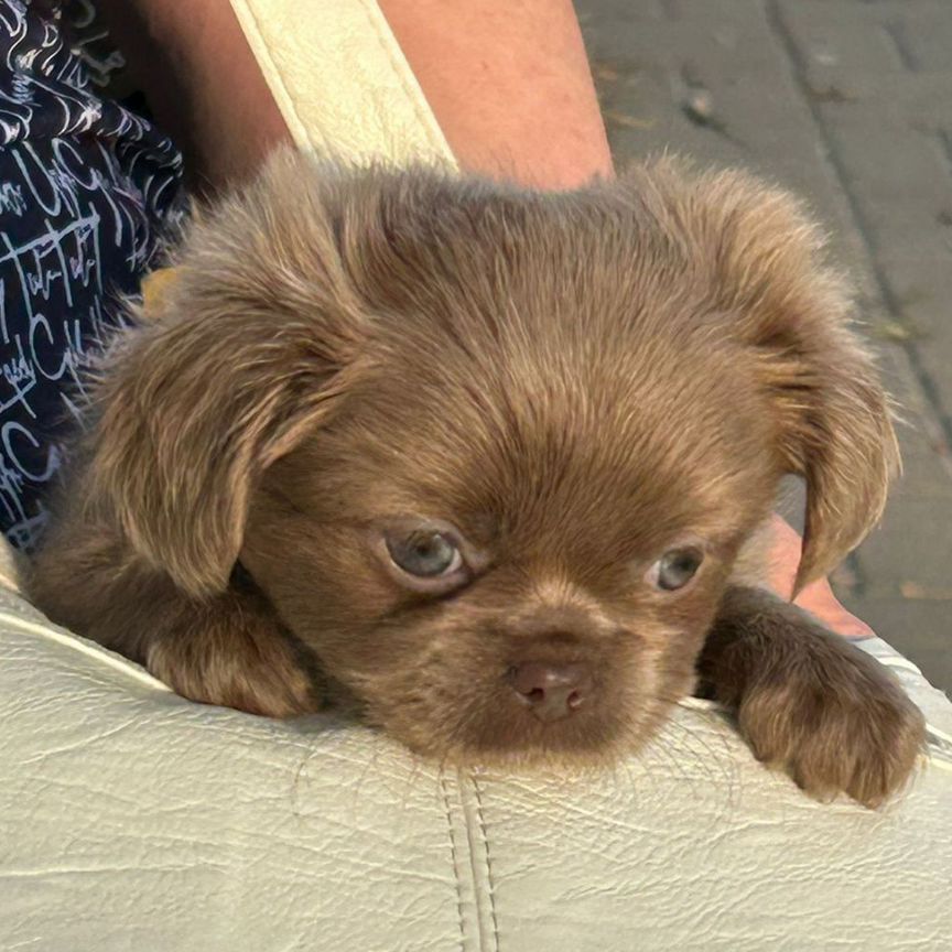 Щенки чихуахуа