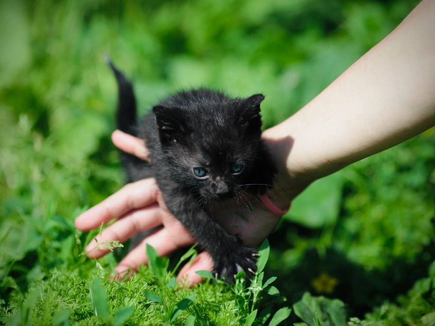 Котенок девочка черная тучка
