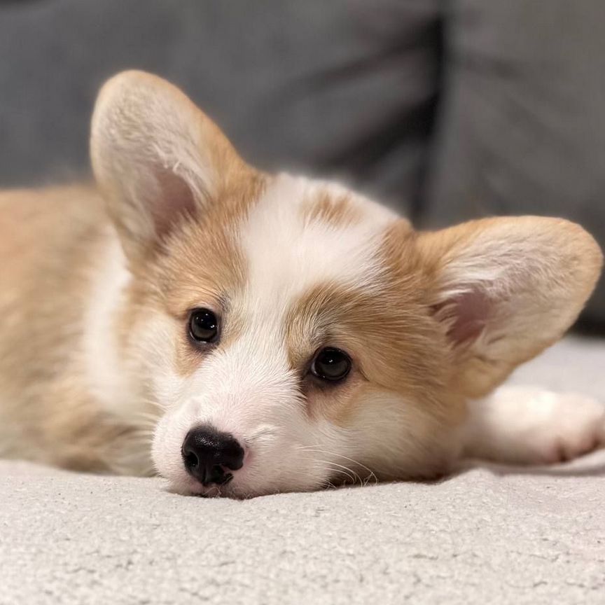 Вельш Корги Пемброк, щенок