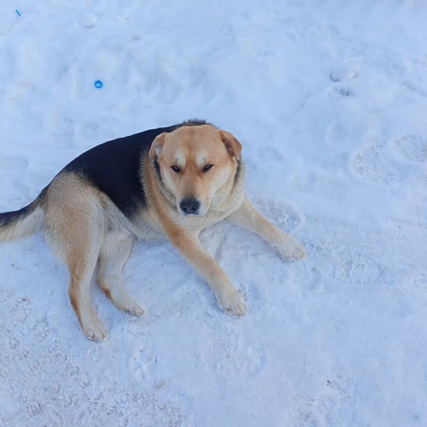 Отдам пёсика в добрые руки. 2 года