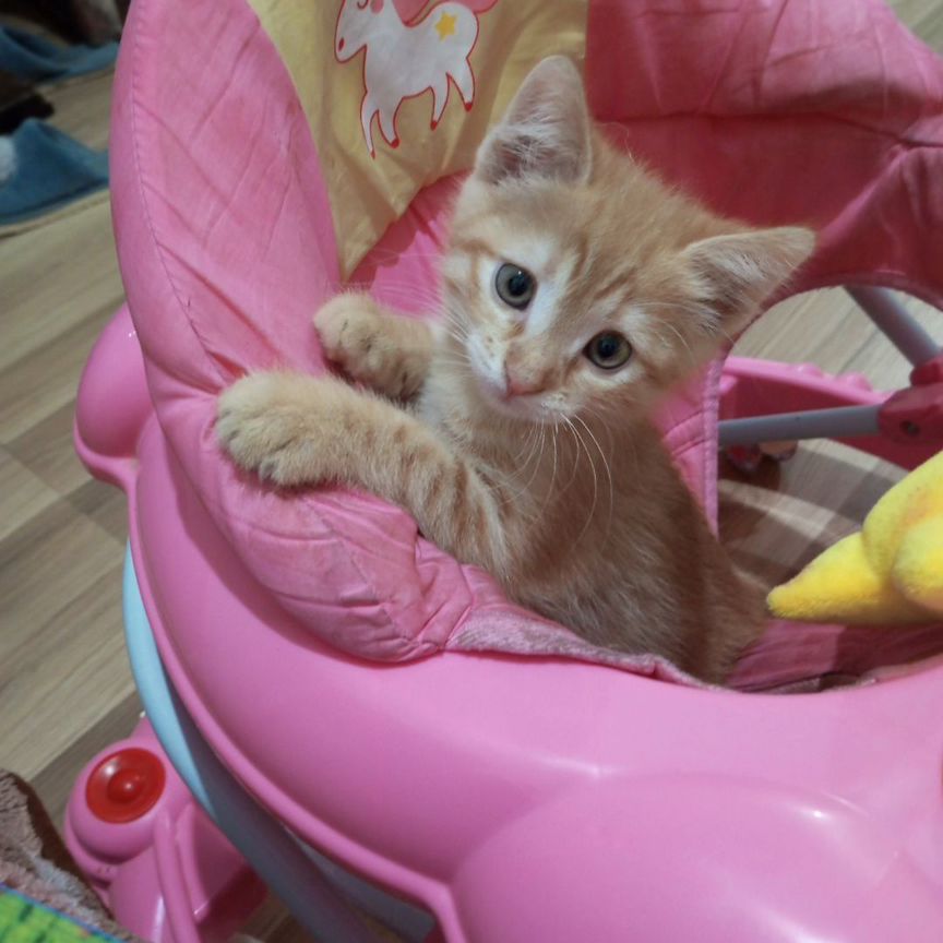 Котята в добрые руки