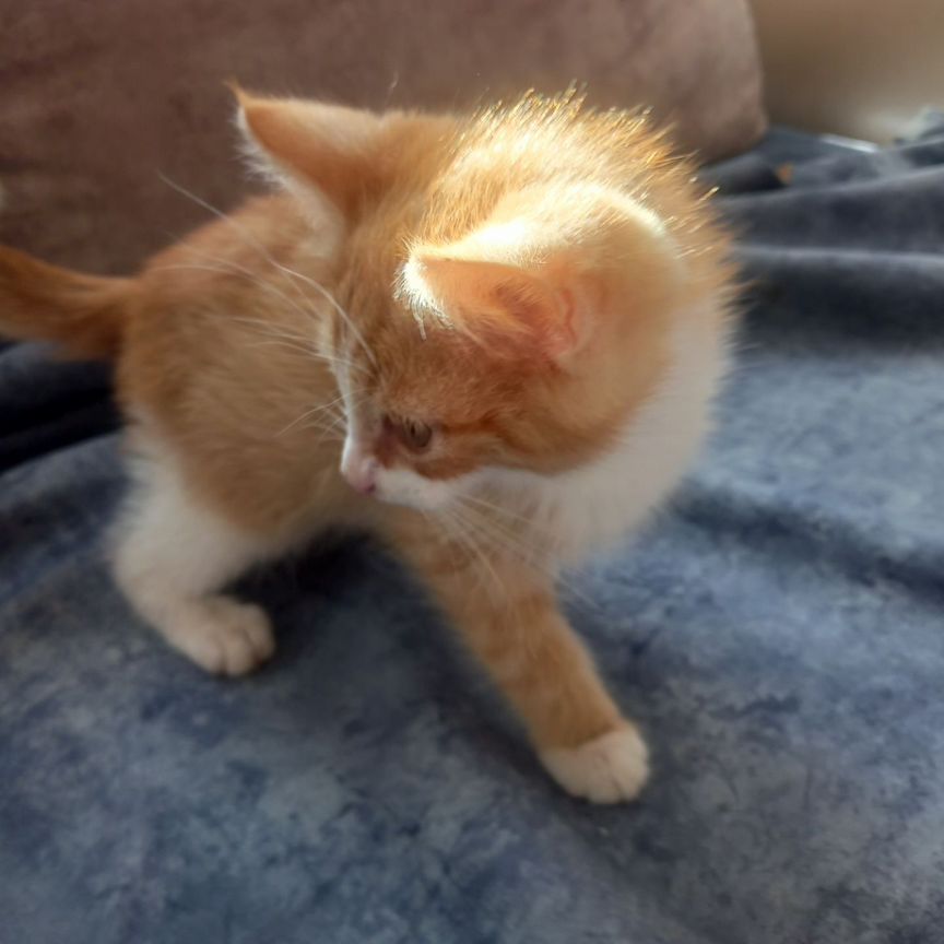 Кошка