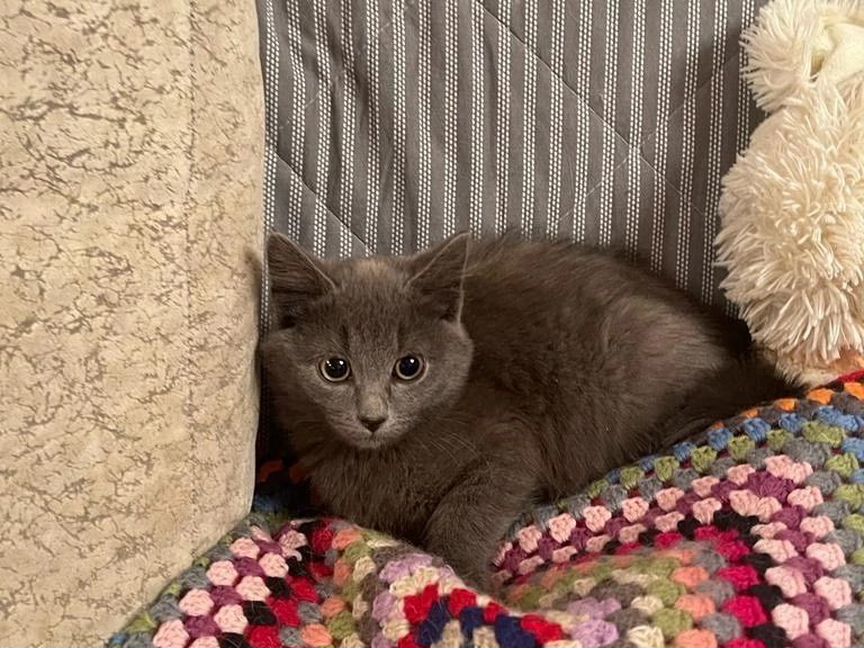 Отдам котенка