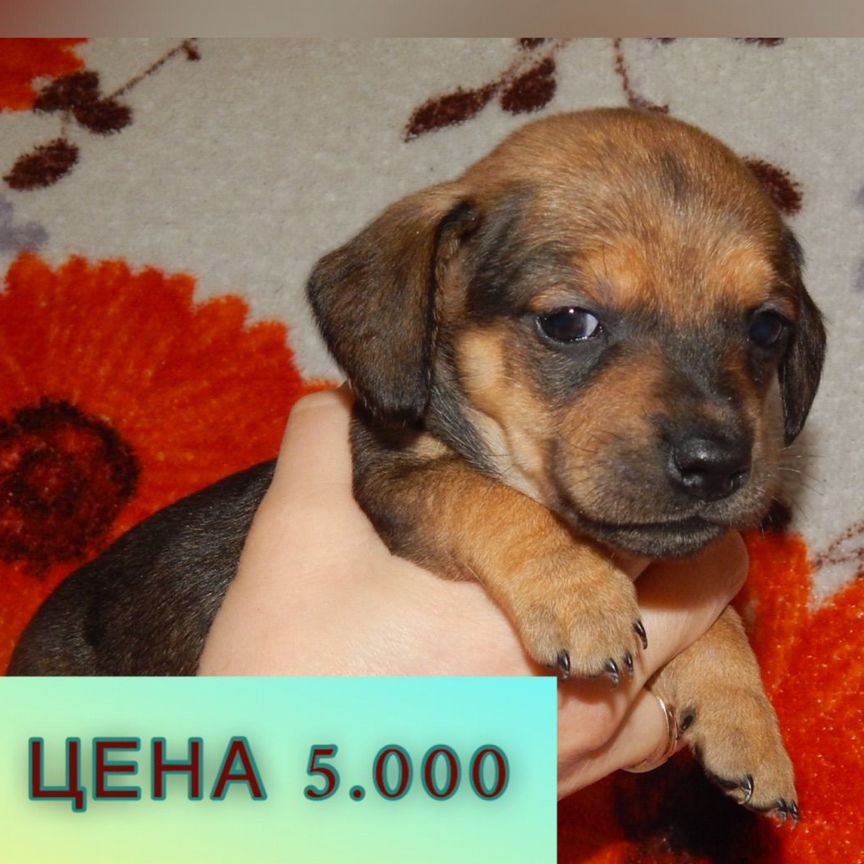 Такса, щенок