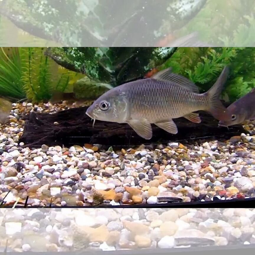 Карась в аквариум