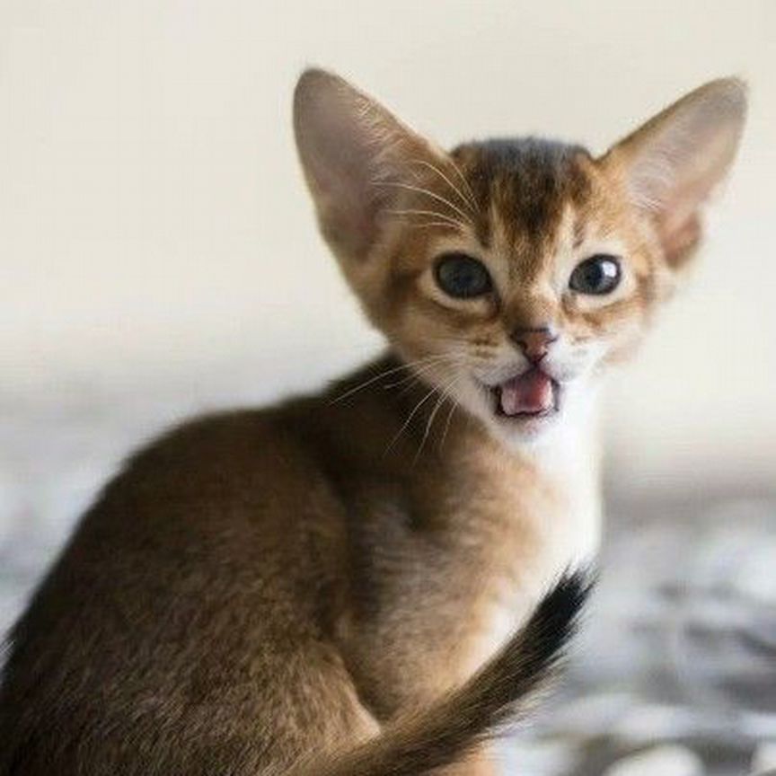 Красота и грация