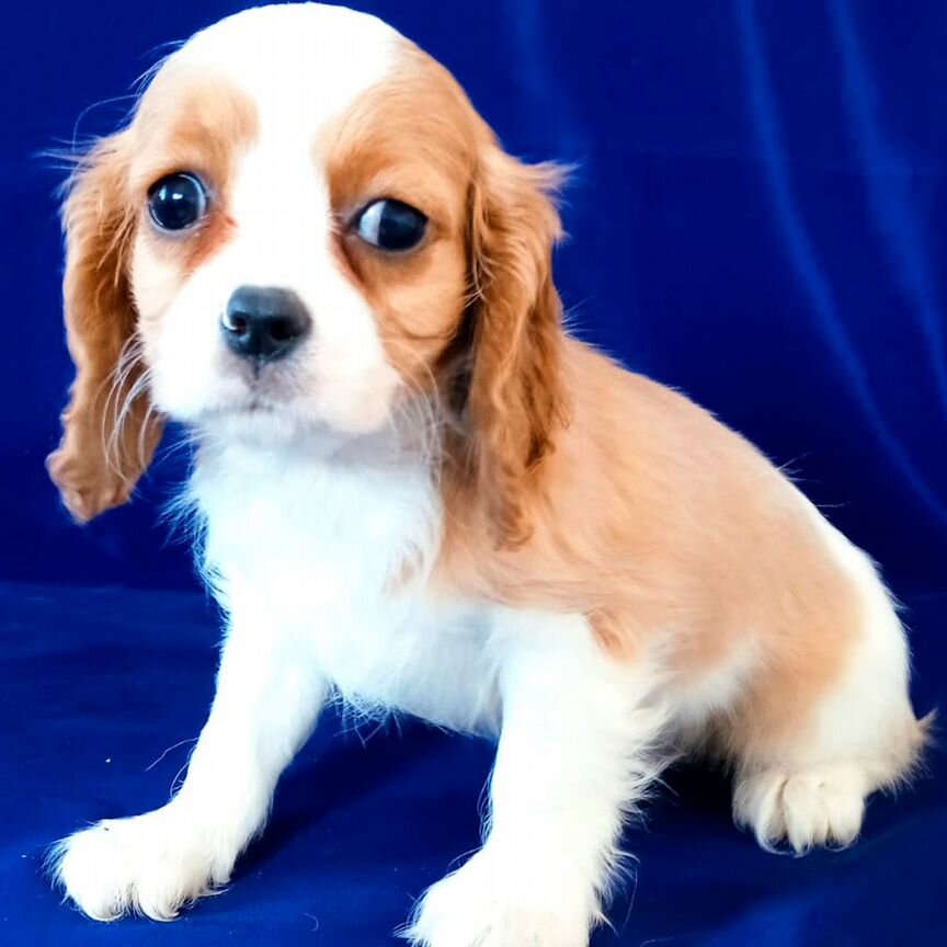 Кавалер кинг чарльз спаниель щенок девочка