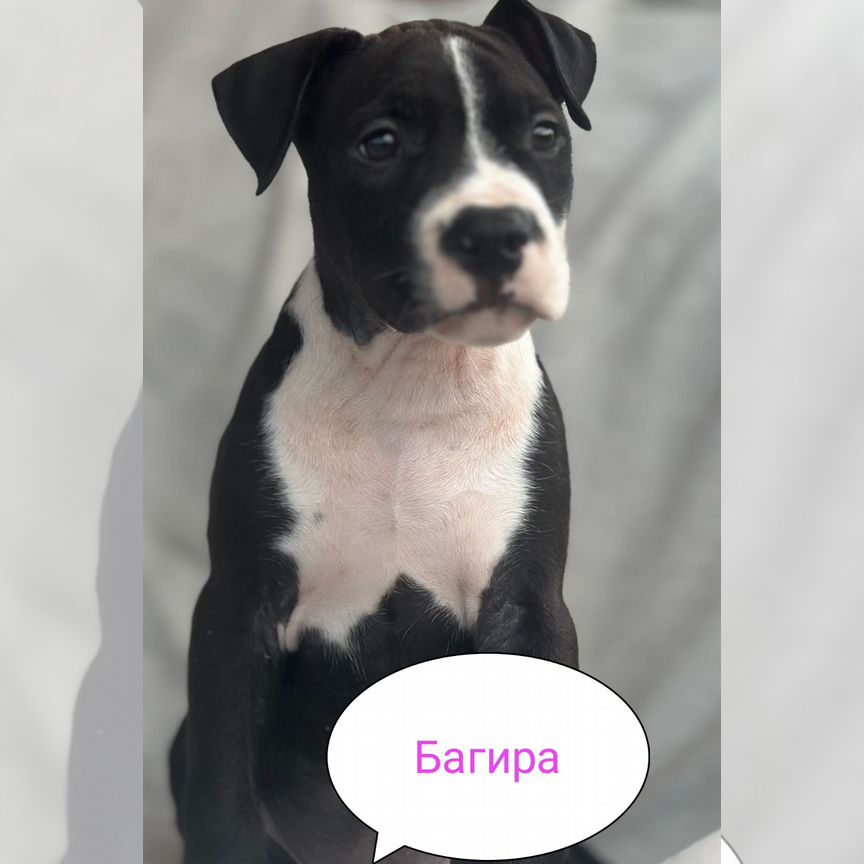 Продам щенка Аст