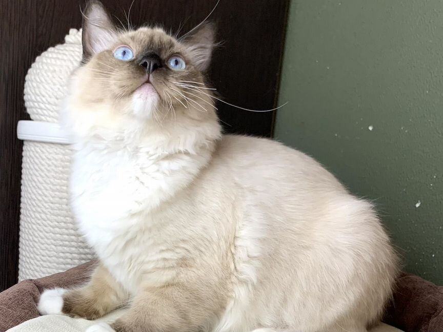 Ragdoll wfa, няшный котенок Вольф