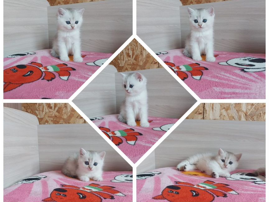 Котята шиншиллята