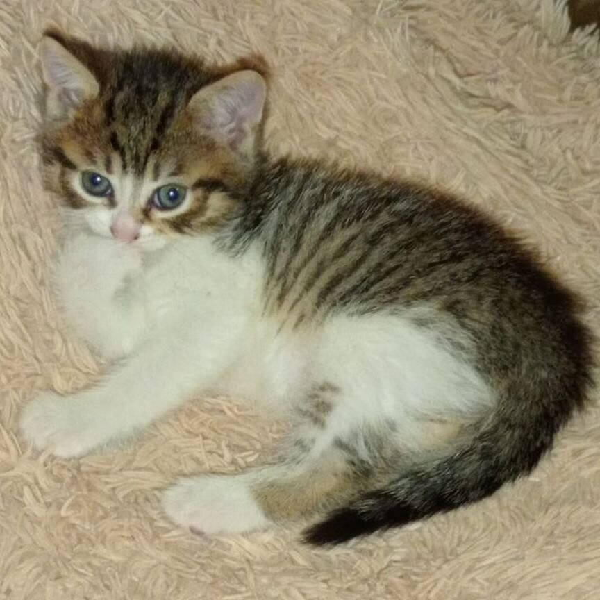 Котята от кошки мышеловки бесплатно