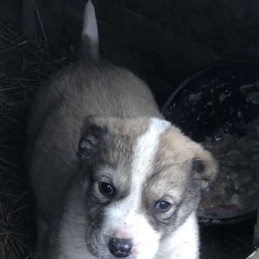 Кавказский волкодав