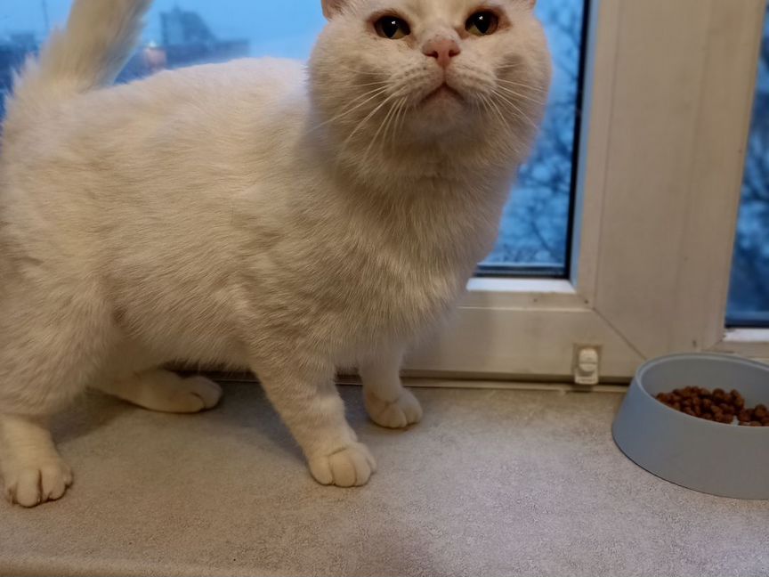Кошка