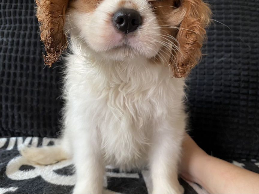 Кавалер кинг чарльз спаниель